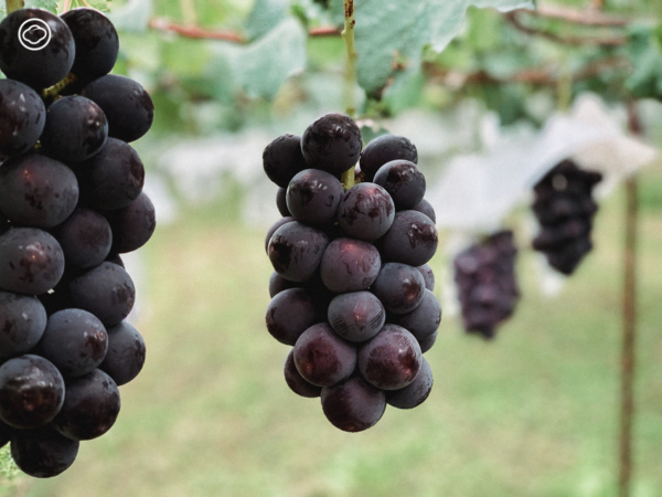 Takami Farm ไร่องุ่นแห่งอุเอดะที่สืบทอดเคล็ดลับการปลูกองุ่นเคียวโฮจาก ...