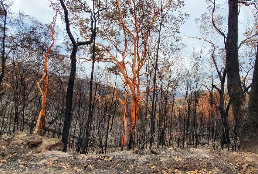 บันทึกเรื่องเจ้าหน้าที่ผจญเพลิงและอาสาสมัครดับไฟป่าระดับหายนะที่ออสเตรเลีย