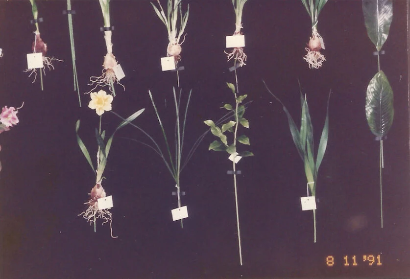 Permaflora แบรนด์ของวิศวกรผู้เชี่ยวชาญดอกไม้ประดิษฐ์ที่ส่งออกไปขายทั่วโลก - The Cloud