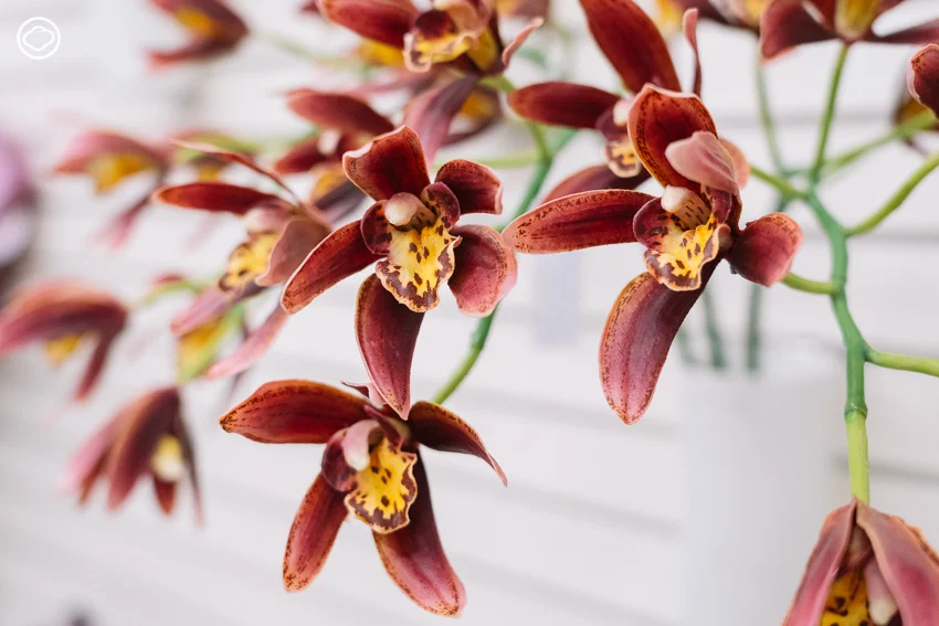 Permaflora แบรนด์ของวิศวกรผู้เชี่ยวชาญดอกไม้ประดิษฐ์ที่ส่งออกไปขายทั่วโลก - The Cloud