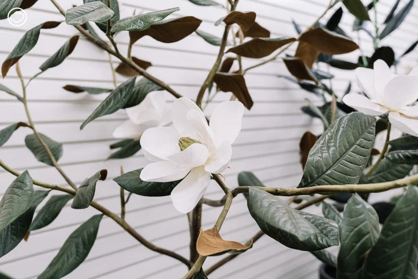 Permaflora แบรนด์ของวิศวกรผู้เชี่ยวชาญดอกไม้ประดิษฐ์ที่ส่งออกไปขายทั่วโลก - The Cloud