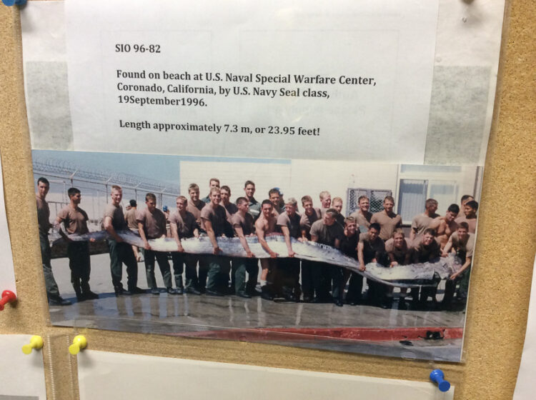 คุยกับผู้เก็บชิ้นส่วน Oarfish ปลาพญานาคในภาพถ่ายดัง 24 ปีก่อนและยังดูแล ...