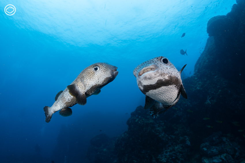 ท่องอดีตแหล่งดำน้ำในไทยที่ได้ชื่อว่า 1 ใน 10 สุดยอดแหล่งดำน้ำที่ดี ...