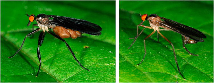 ศิลปะความงามเซ็กซี่ของแมลงวัน Dance Fly อยู่ที่บั้นท้ายและสินสอด