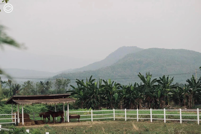 PILA Farm Studio เปลี่ยนแบรนด์แฟชั่นเป็นแบรนด์สินค้าเกษตรเพชรบูรณ์ให้บ้านเกิดขายได้