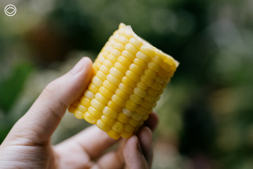 V Farm เจ้าของข้าวโพดใน 7-Eleven ที่มีระบบกระจายสินค้าสดจากไร่ทุกวันทั่วไทย