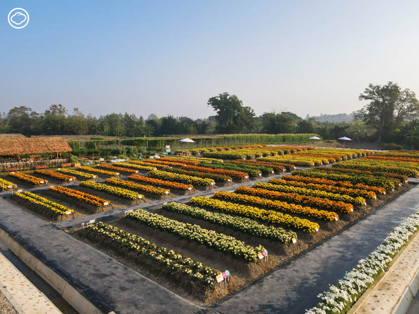 AGA AGRO ธุรกิจไม้ดอกในเชียงใหม่ที่ดังทั่วอาเซียน จนบริษัทดอกไม้อันดับหนึ่งของโลกขอลงทุน