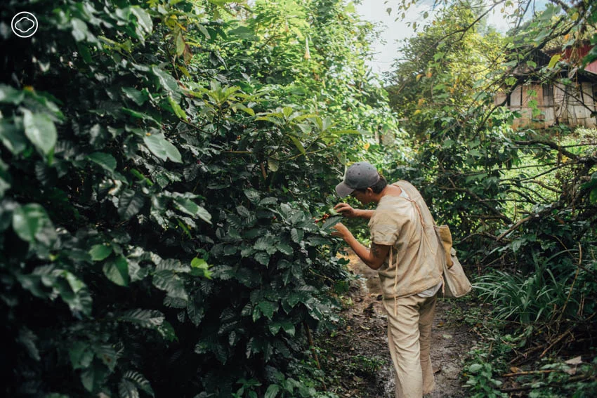 TOKI Organic FARM ไร่กาแฟและโฮมสเตย์ของครอบครัวปกาเกอะญอผู้พิทักษ์ป่า ...