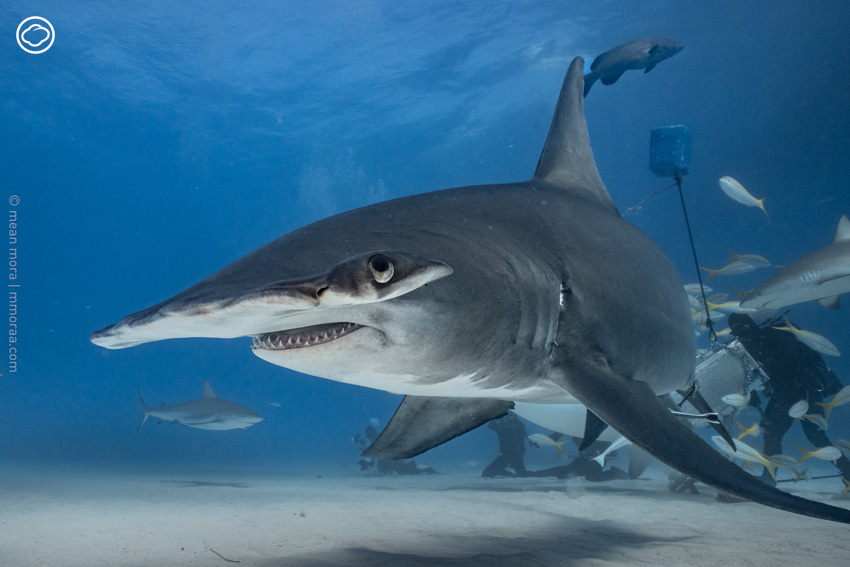 ประสบการณ์ใกล้ชิด ‘ฉลามหัวค้อน’ ช่วงเวลาแสนพิเศษของเหล่าช่างภาพใต้น้ำ