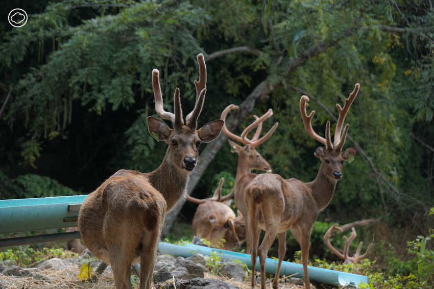 Earth Appreciation : Behind the Zoo