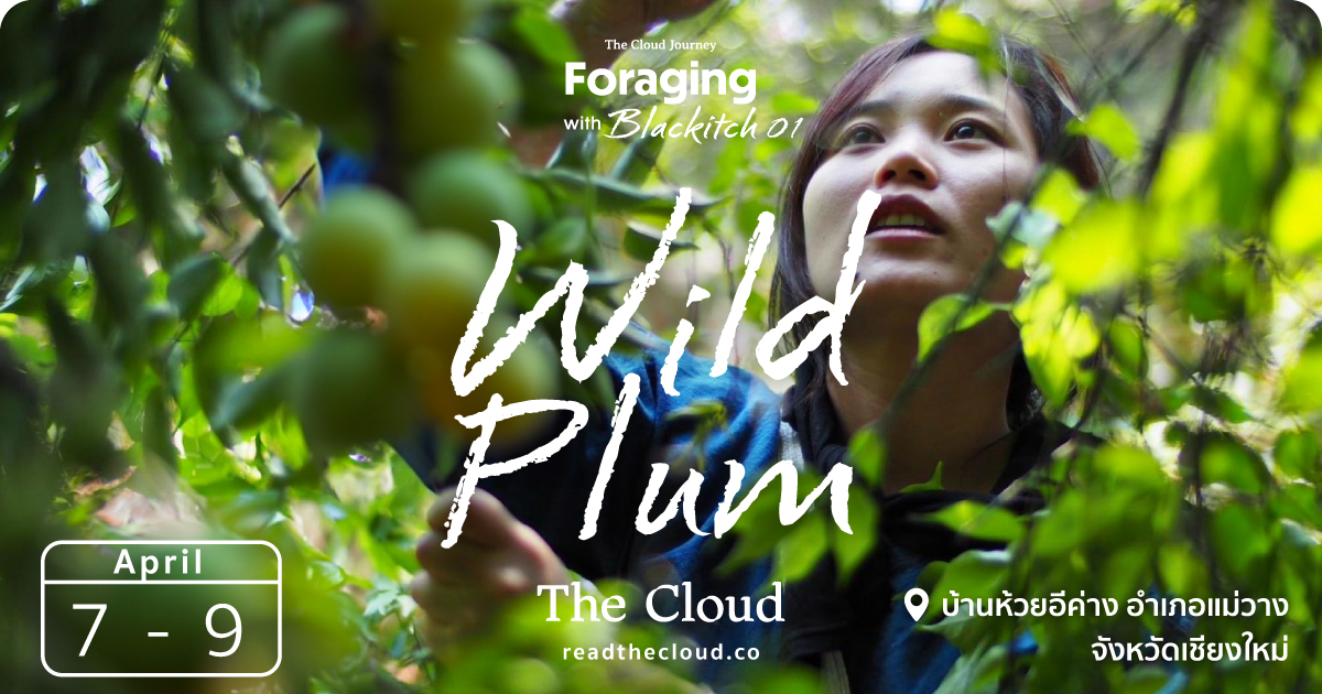 The Cloud Journey : Foraging with Blackitch 01- Wild Plum