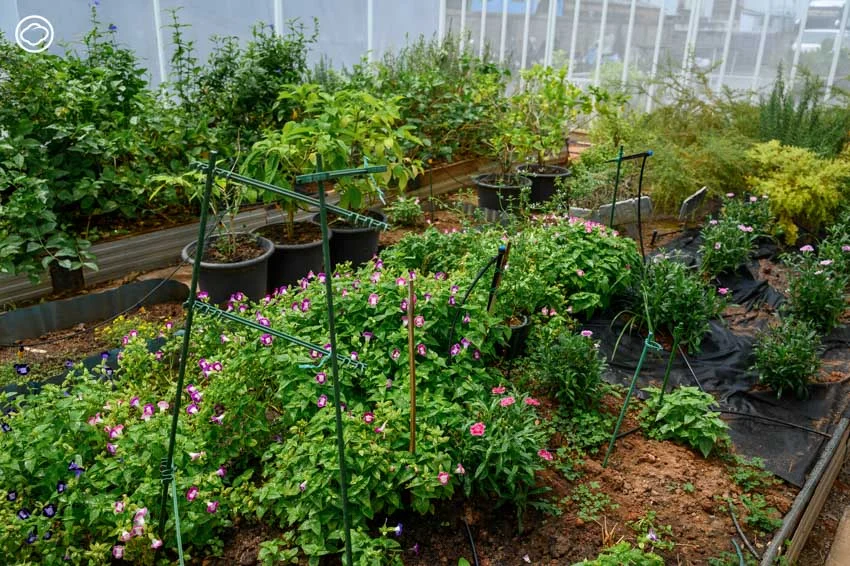 สินธุ์ ร้าน Fine Dining ยั่งยืน ลดขยะอาหาร ยกระดับหอยนางรมและของดี ...