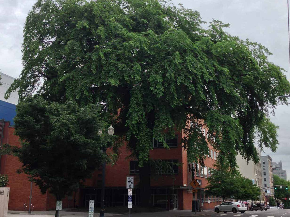 ต้นไม้เก่าเราดูแลและชวนปลูกต้นใหม่ไปด้วย วิธีที่พอร์ตแลนด์ใช้เพิ่ม ...