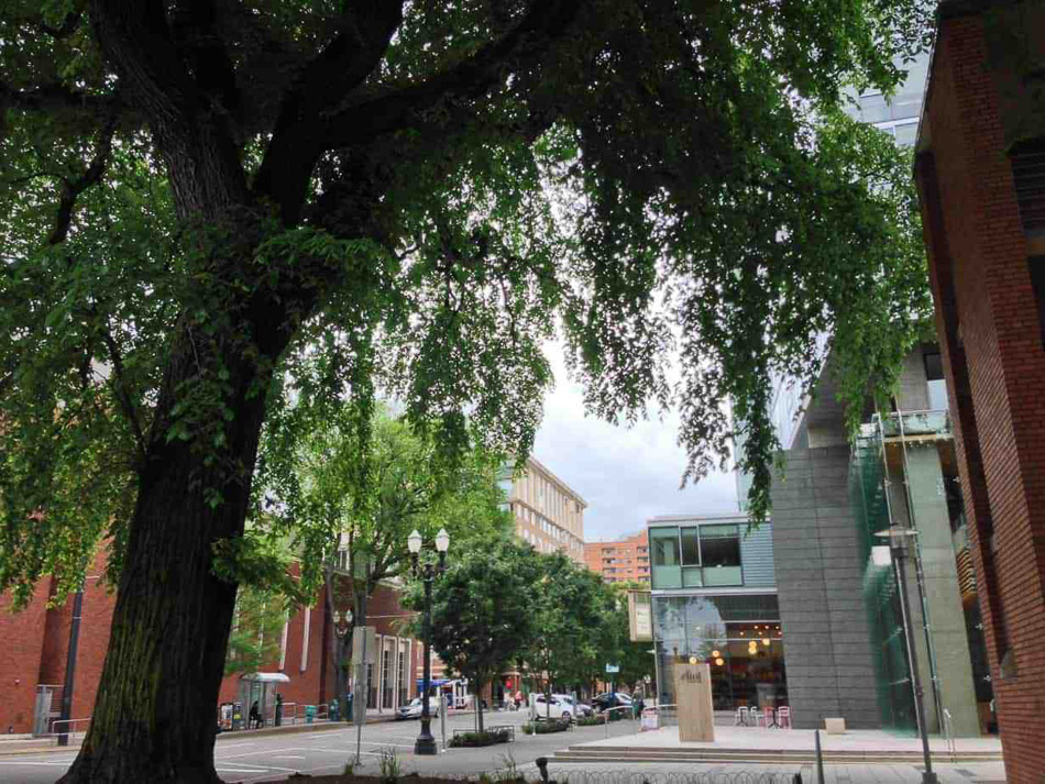 ต้นไม้เก่าเราดูแลและชวนปลูกต้นใหม่ไปด้วย วิธีที่พอร์ตแลนด์ใช้เพิ่ม ...